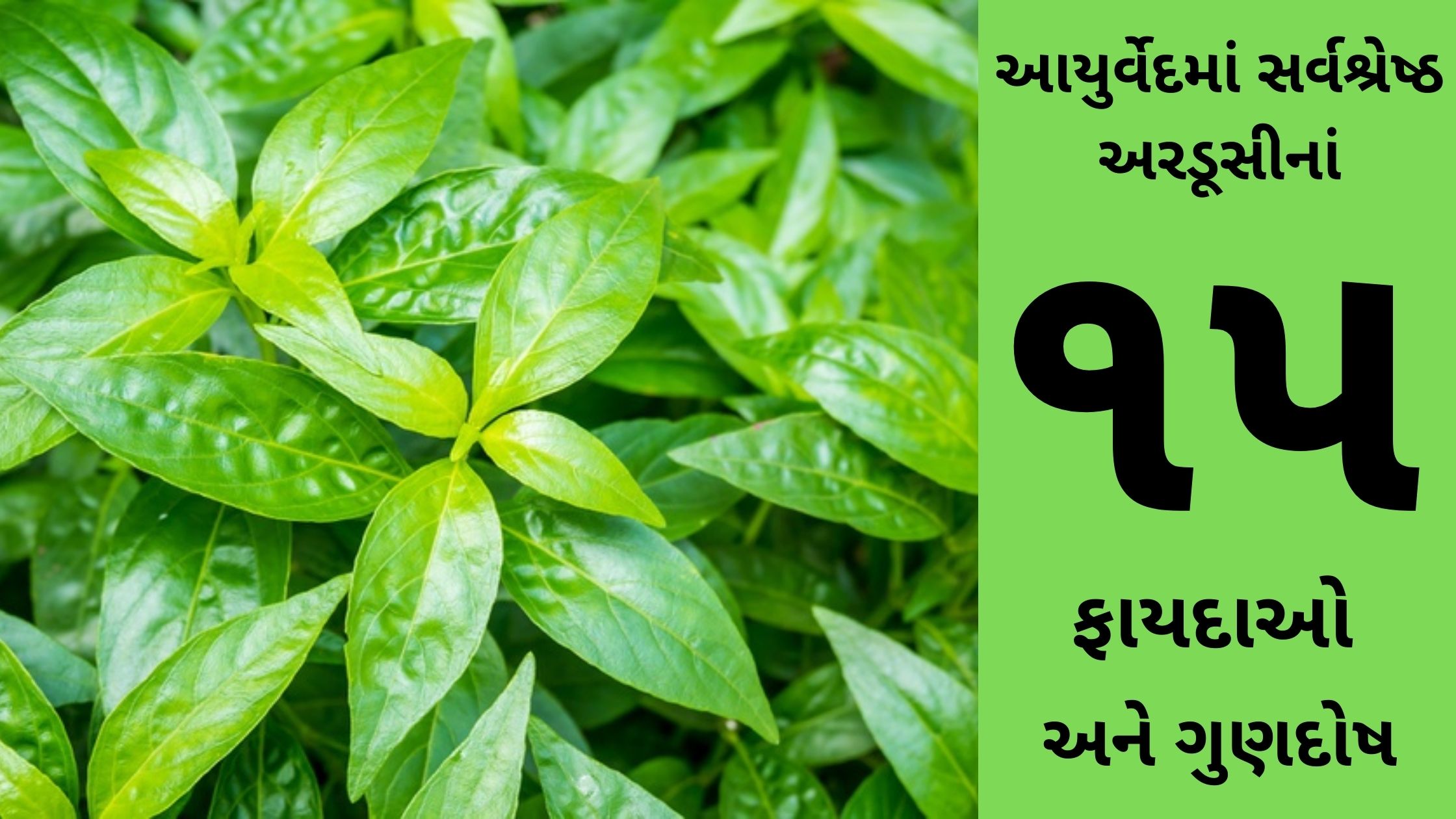 આયુર્વેદમાં શ્રેષ્ઠ અરડુસી નું સેવન કરવાના ના ૧૫ ફાયદા - Ardusi in ...