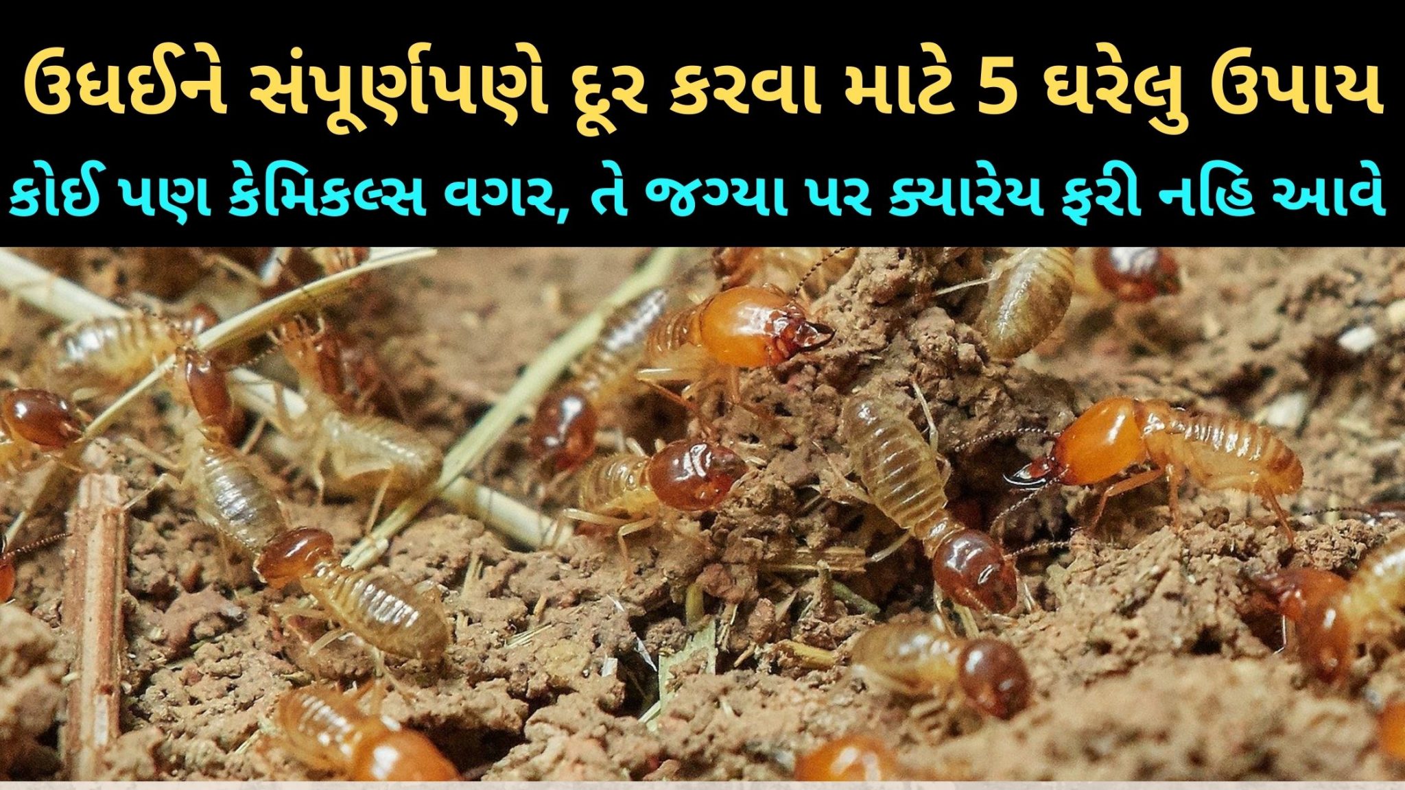 ઘરની દિવાલોમાં અને લાકડા પર લાગેલી ઉધઈને સંપૂર્ણપણે દૂર કરવા માટે 5 ...