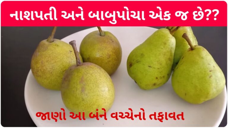 નાશપતી અને બાબુપોચા એક જ છે? જાણો આ બંને વચ્ચેનો તફાવત » Rasoi Ni Duniya